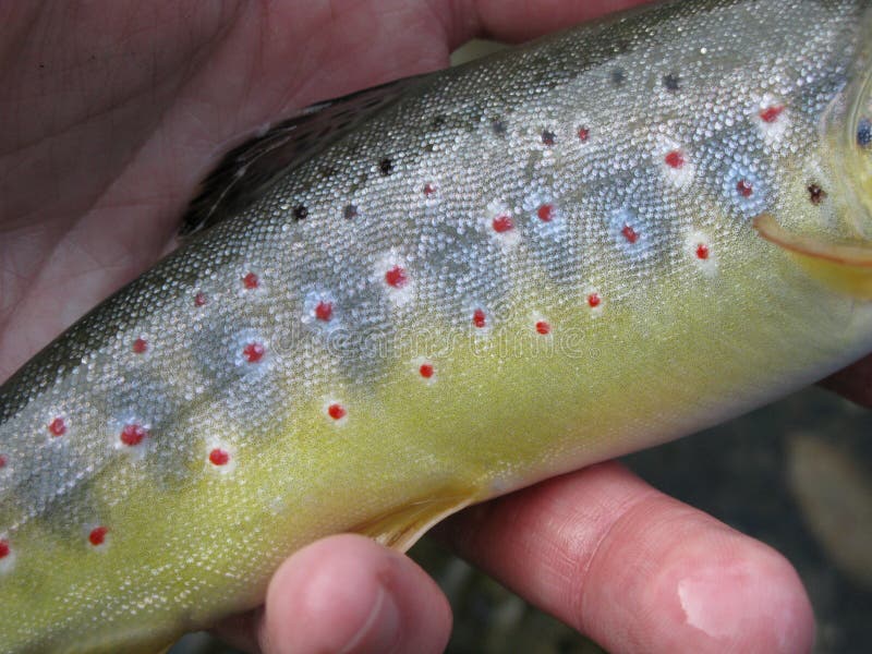 Brown trout skin detail stock photo. Image of hobby - 148302816