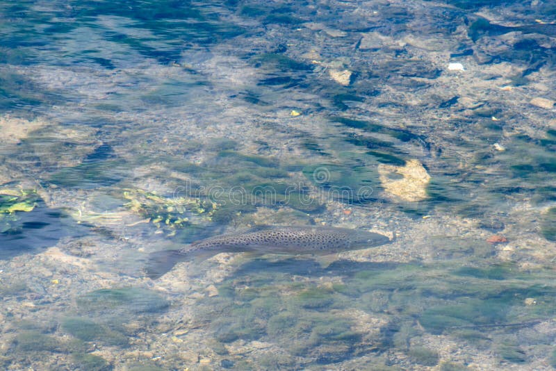 Brown Trout Swimming in Stream Stock Photo - Image of freshwater, river ...