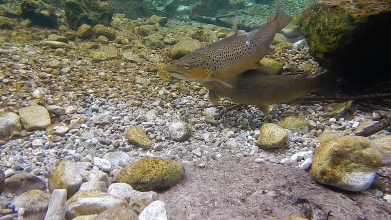 Brown Trout Underwater in Preparation for Spawning Stock Video - Video ...