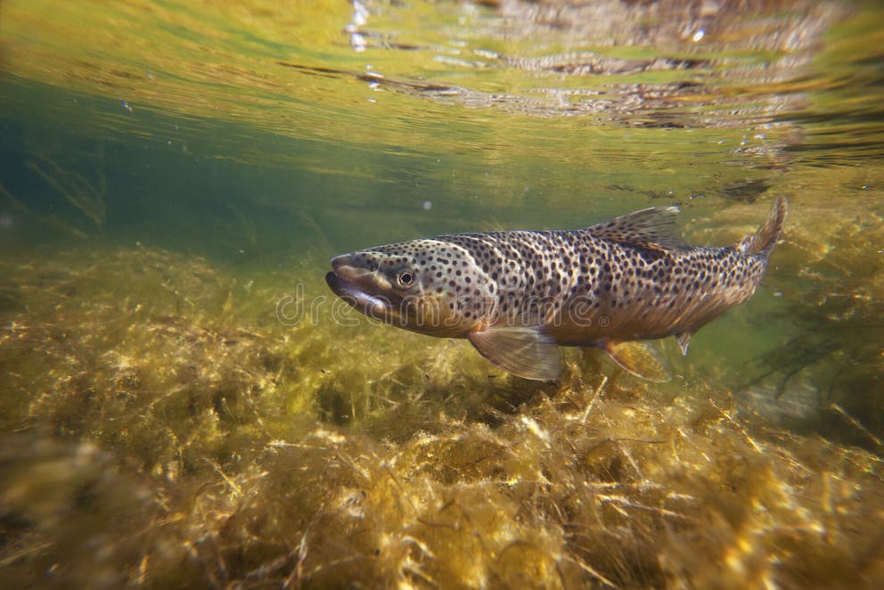 Brown Trout Underwater in Stream Stock Photo - Image of transparent ...