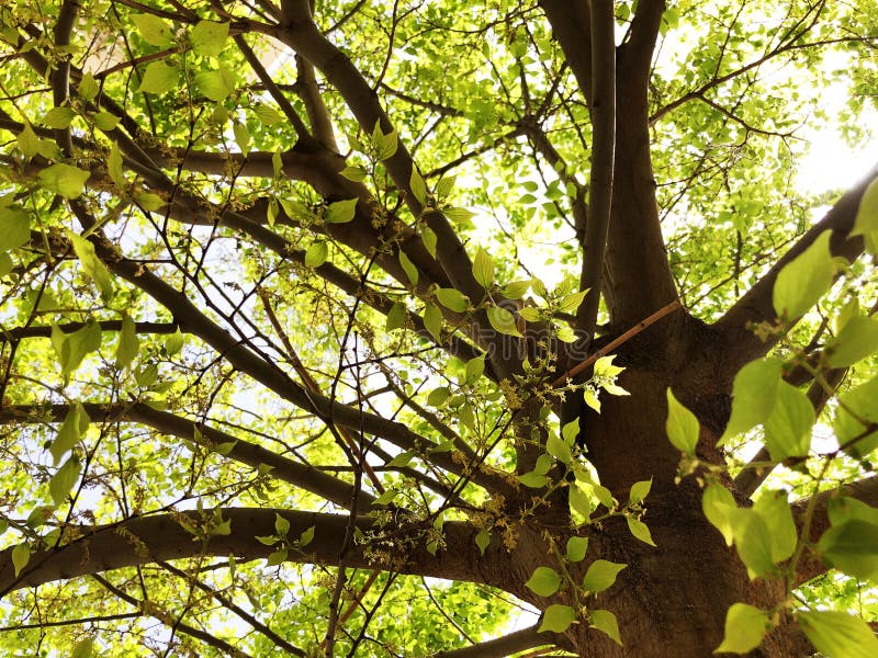 The Brown Trunk of the Tree and Branches. Bottom View of the Tree ...