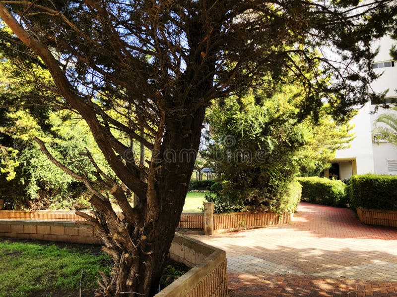 The Brown Trunk of the Tree and Branches. Side View of the Tree. Stock ...