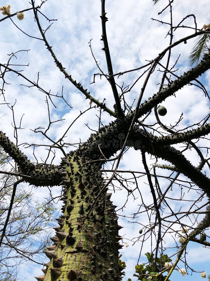 The Brown Trunk of the Tree, Spines and Branches. Bottom View of the ...