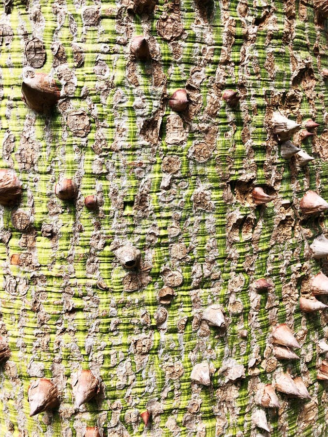 The Brown Trunk of the Tree with Spines . Close Up View Stock Photo ...