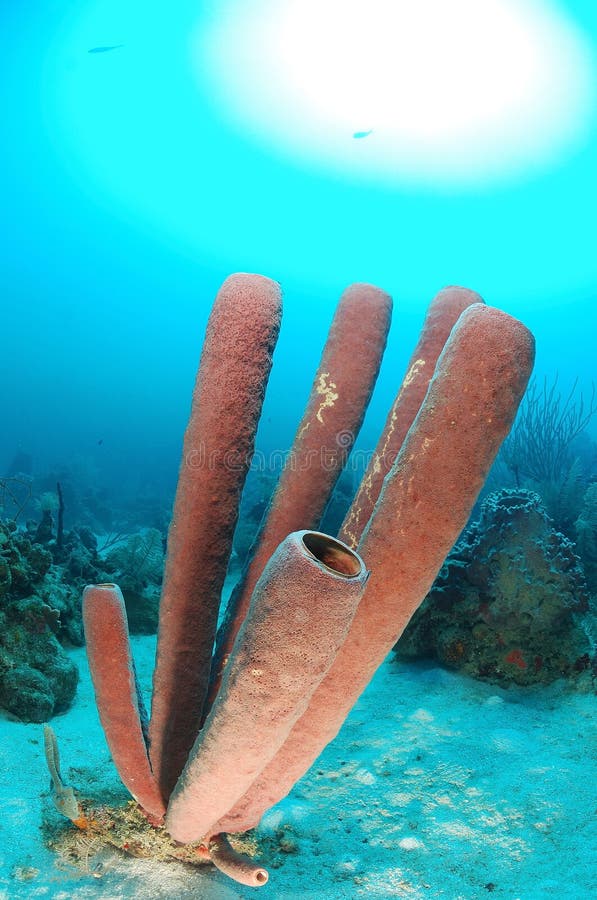 Brown tube sponge stock image. Image of serene, beauty - 22999903