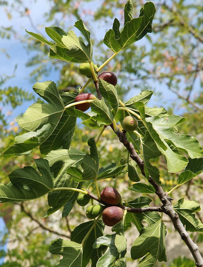 Brown Turkey` Figs in the Tree Stock Photo - Image of autumn, brown ...