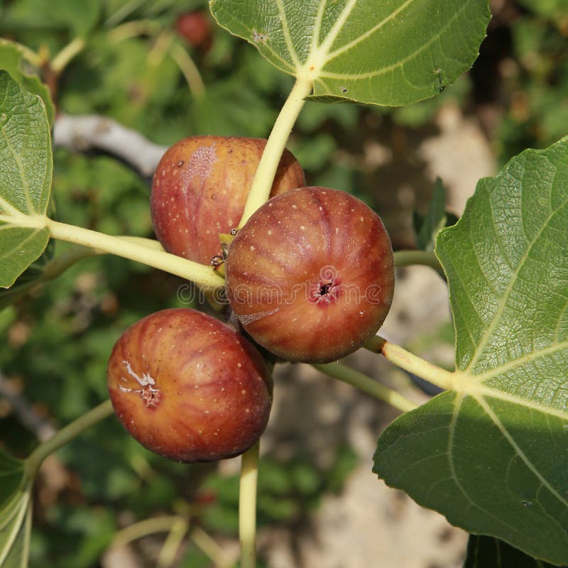 Brown Turkey` Figs in the Tree Stock Photo - Image of tree, figs: 255932042