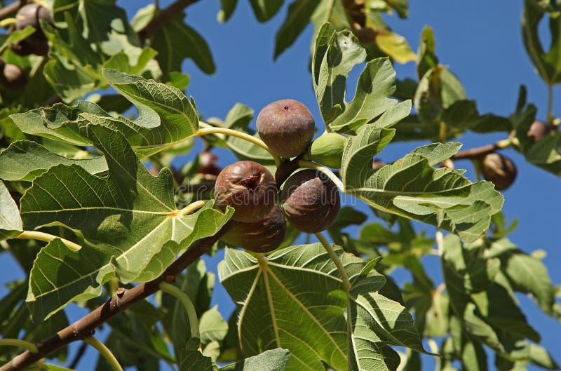 Brown Turkey` Figs in the Tree Stock Photo - Image of brown, figs ...