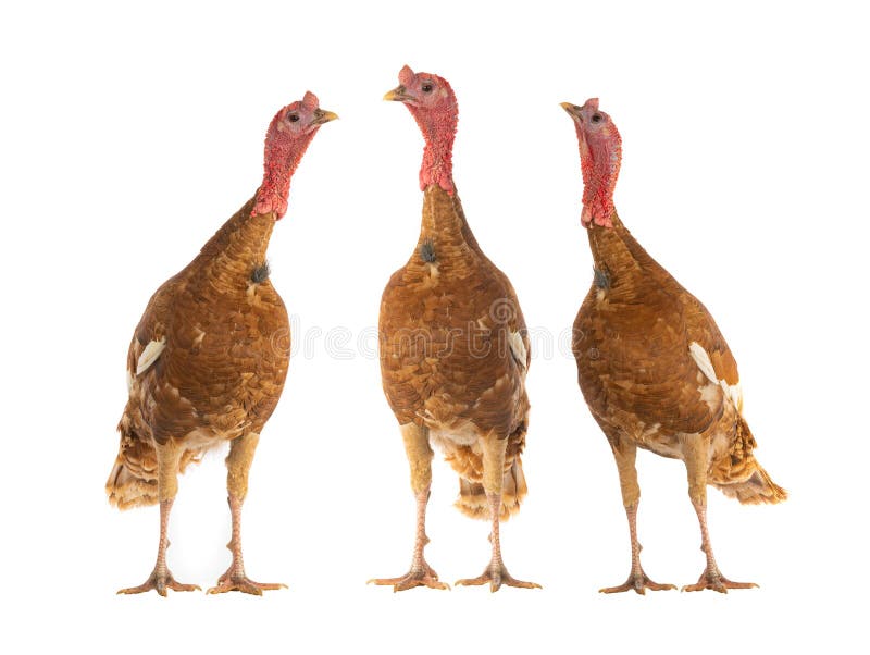 Brown Turkeys Isolated on White Background Stock Image - Image of ...