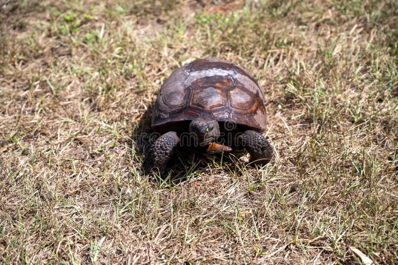 Brown turtle on dry grass stock image. Image of grass - 263383149
