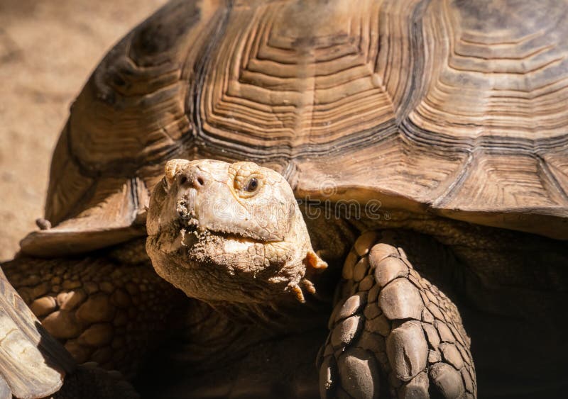 Brown Turtle Shell Background Stock Photo - Image of protection ...