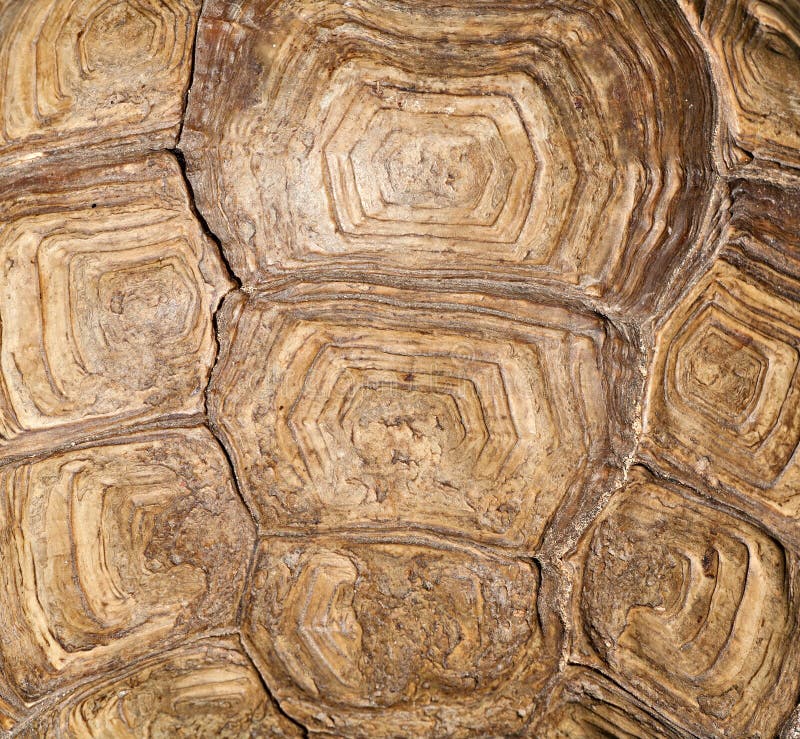 Brown Turtle Shell Background Stock Photo - Image of protection ...