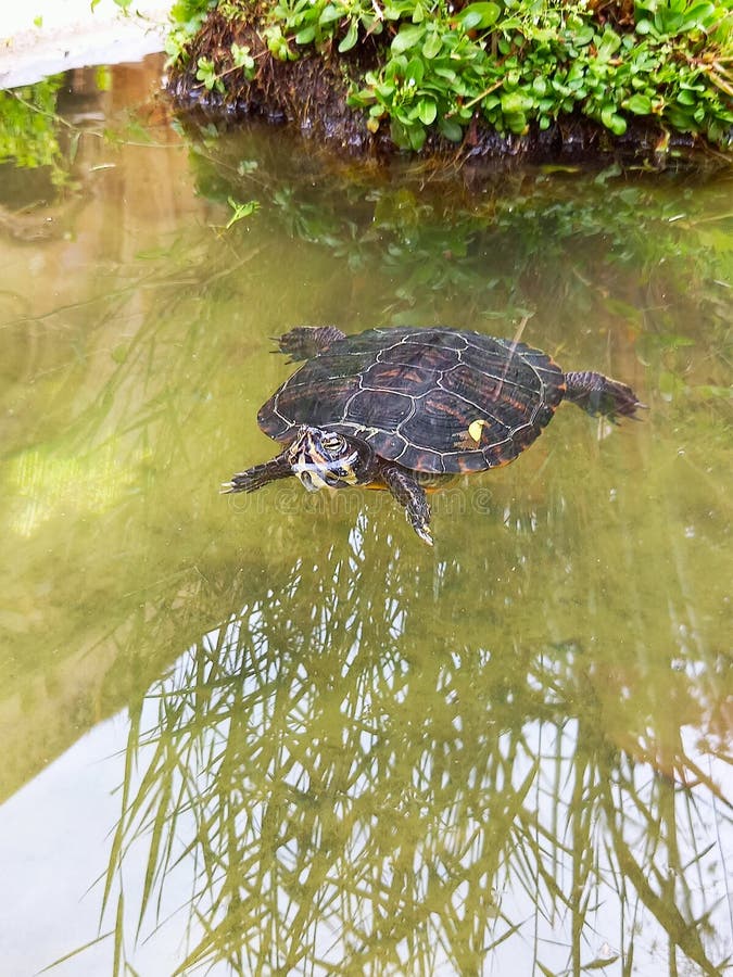 Brown Turtle in Small Garden Pond with Many Decorative Evergreen Stock ...