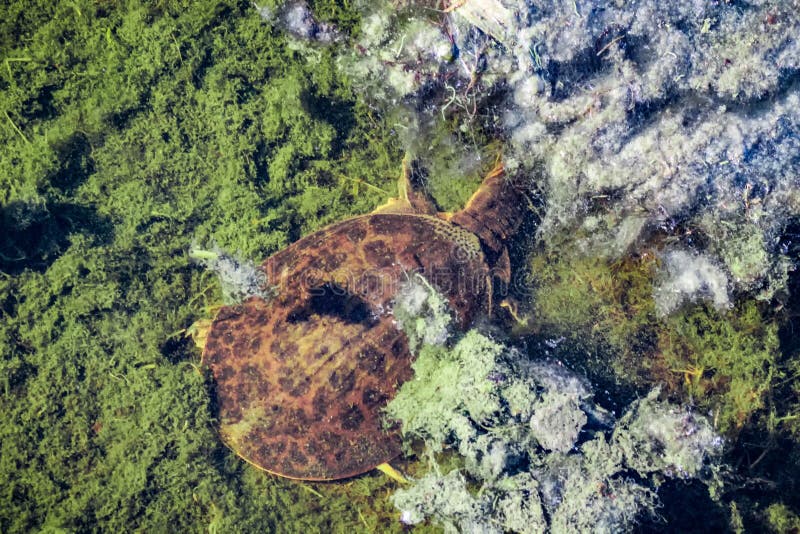 Leopard Swimming Algae Stock Photos - Free & Royalty-Free Stock Photos ...