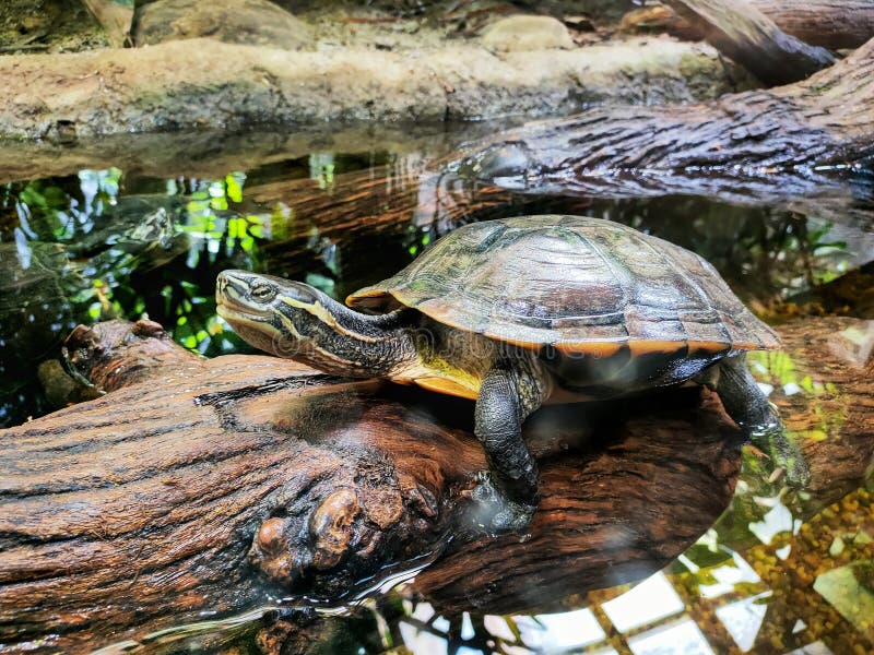 Brown Turtle in the tree stock photo. Image of amphibian - 248827128