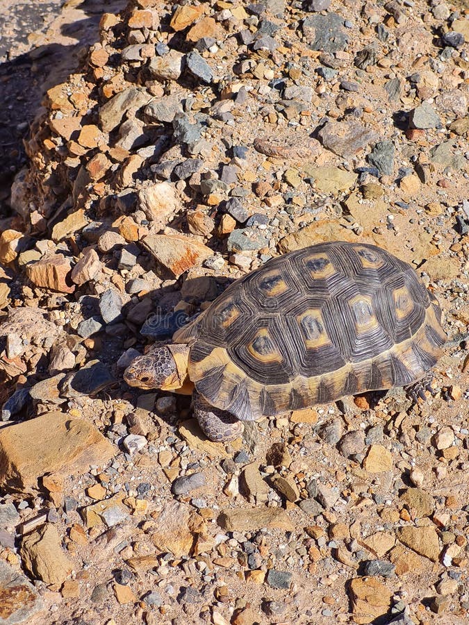 Brown Turtle Walking on Gravel Road with Rocks Stock Photo - Image of ...