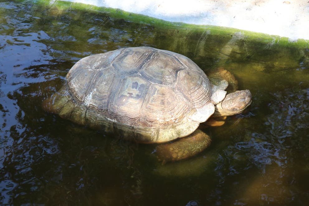 Brown turtle in the zoo stock image. Image of pool, head - 358843503