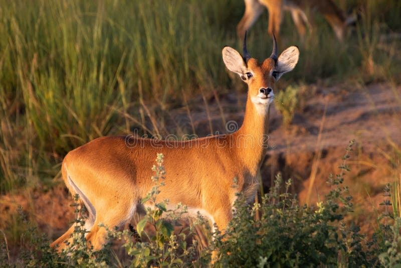 A Brown Ugandan Kob in the Wild, Enjoying the Fresh Grass Stock Photo ...