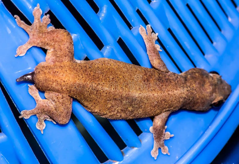 A Brown Ugly Cut Off Tail Lizard Stock Image - Image of house, tail ...