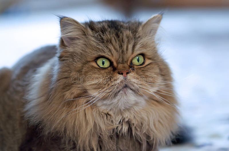 Brown Und Graue Persische Katze Stockbild - Bild von hintergrund, ruhig ...