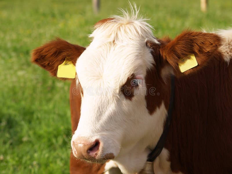 Braune Kuh stockbild. Bild von portrait, tier, abschlu - 128097837