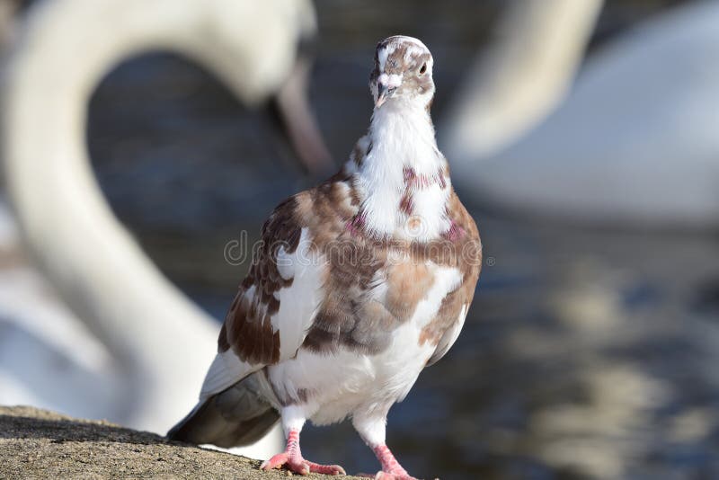 Taube Brown stockbild. Bild von schnabel, nave, grün - 67680419
