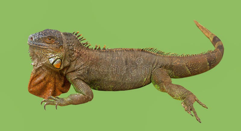 Brown varan. stock image. Image of skin, lizard, brown - 72747705