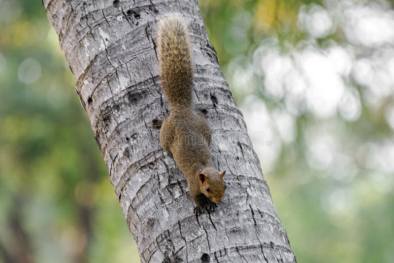 Brown Variable Squirrel Hanging Down on the Side of a Tree Stock Image ...