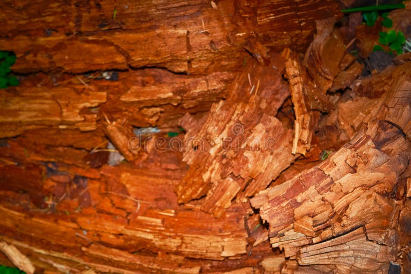 Texture of rotten tree stock image. Image of close, grunge - 116366137