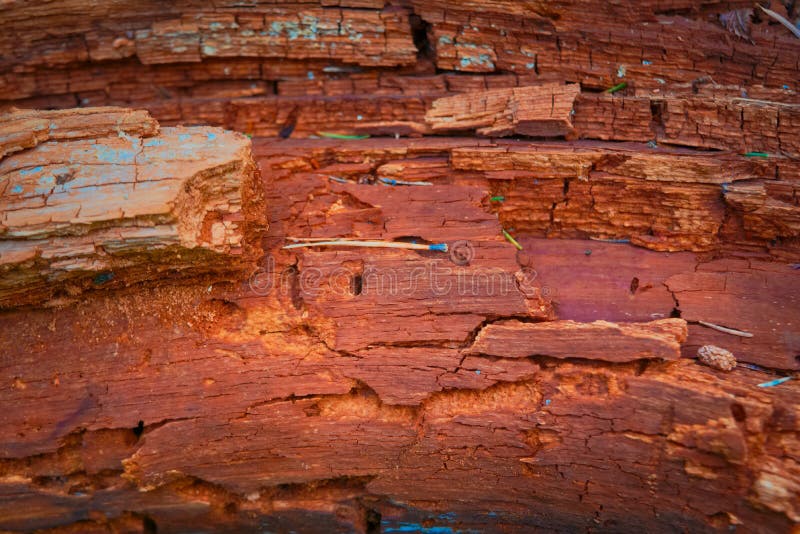 Texture of rotten tree stock image. Image of plant, design - 116366111