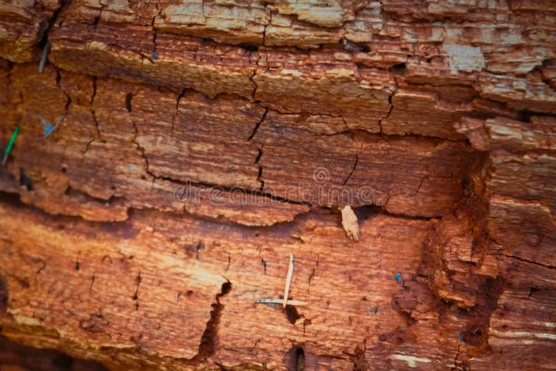 Texture of an Old Rotten Tree Stock Image - Image of green, grain ...