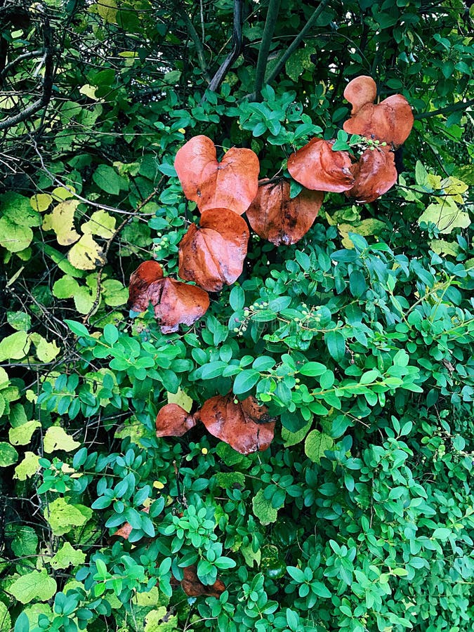 Dry Brown Vine on Beige Stone Wall Texture Stock Image - Image of ...
