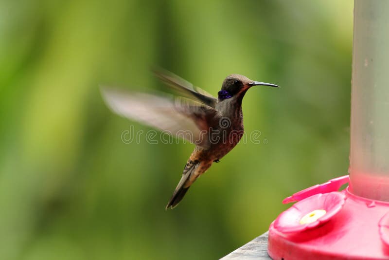 Brown Violetear, Colibri Delphinae Stock Image - Image of flight ...