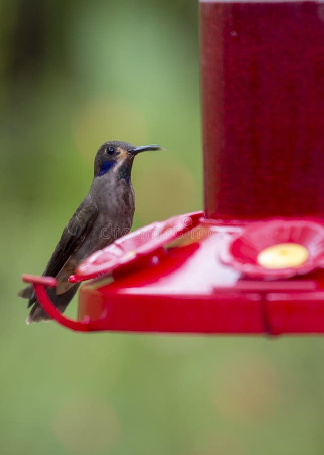 Brown Violetear Colibri Delphinae Stock Photo - Image of cloud ...