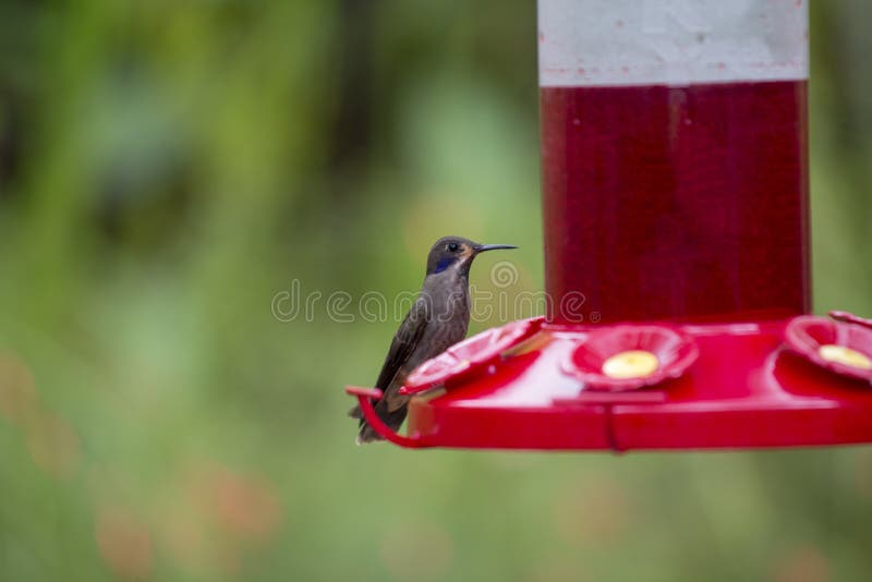Brown Violetear Colibri Delphinae Stock Image - Image of beauty ...
