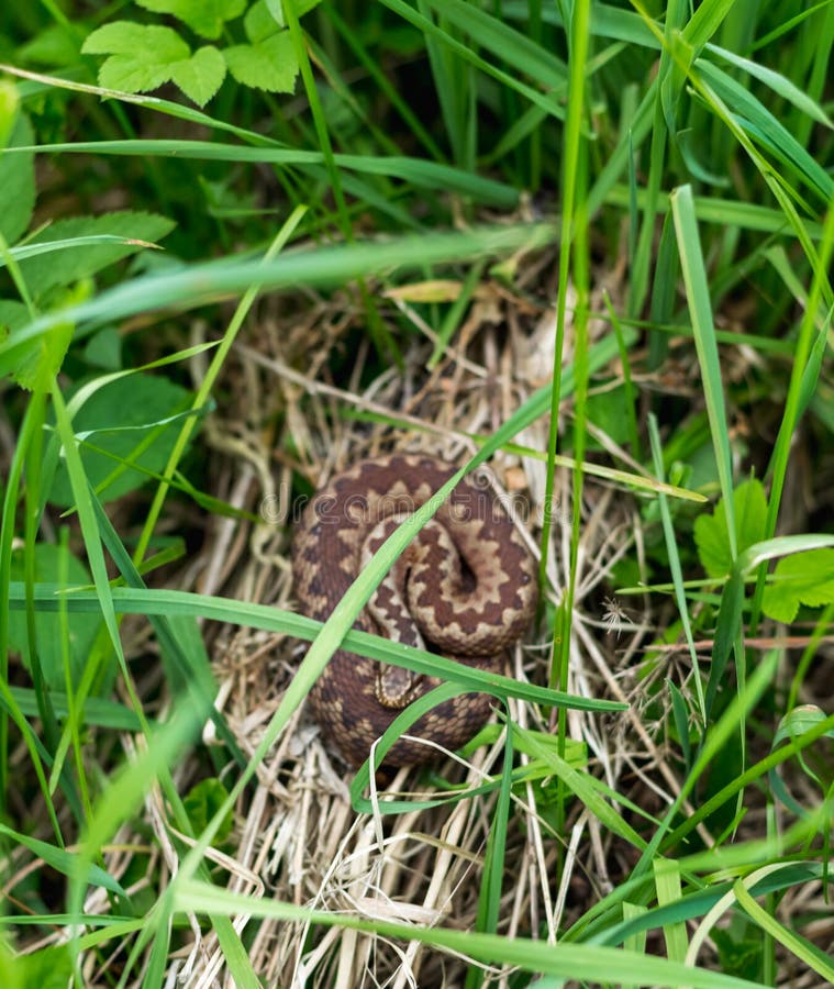 Viper snake stock photo. Image of reptile, brown, dangerous - 319676120
