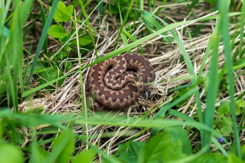 Viper snake stock photo. Image of european, venom, snake - 319676132