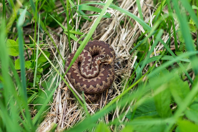 Viper snake stock image. Image of venomous, scary, scale - 319676139