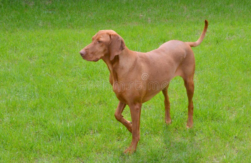 Brown Vizsla Standing on Grass Stock Photo - Image of friend, breed ...