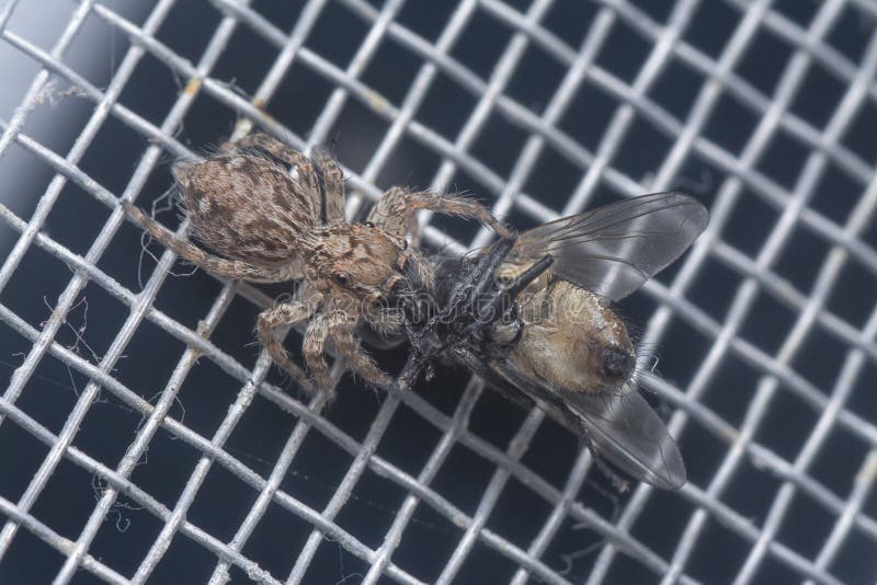 Brown Wall Jumping Spider Caught a Housefly Stock Image - Image of fear ...