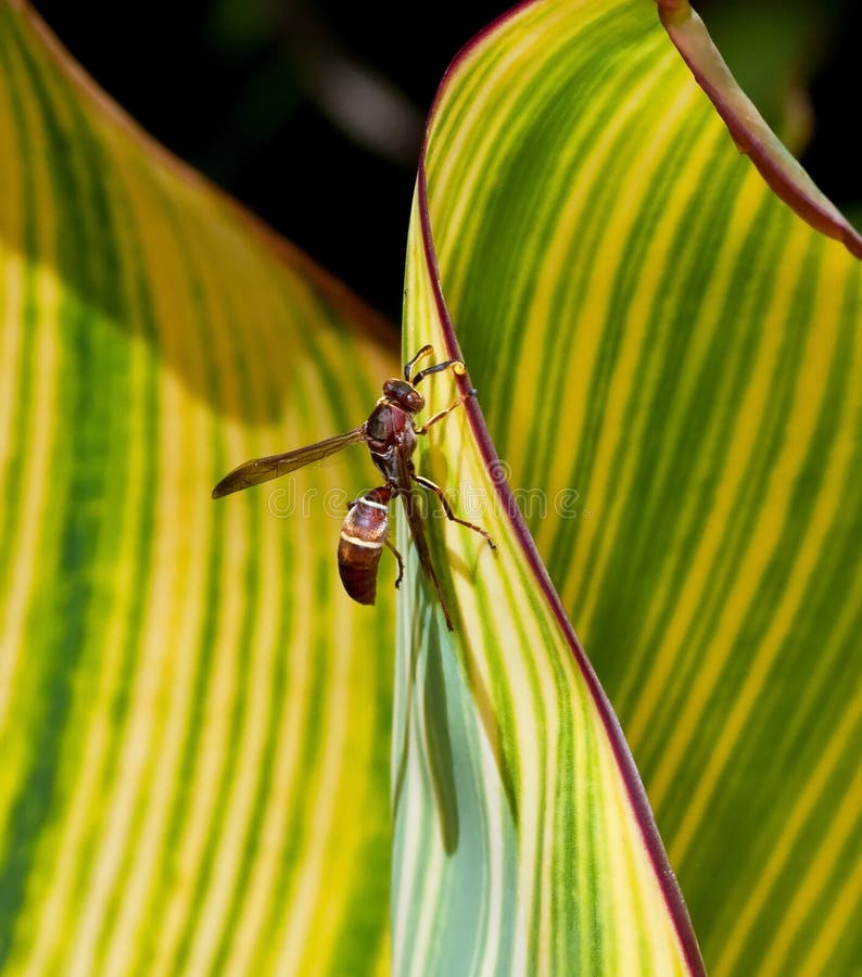 Brown Wasp stock photo. Image of green, leaf, hornet - 13547382