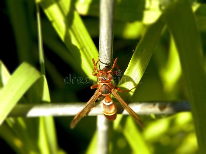 Brown Wasp stock photo. Image of carnivores, pests, predators - 37813612