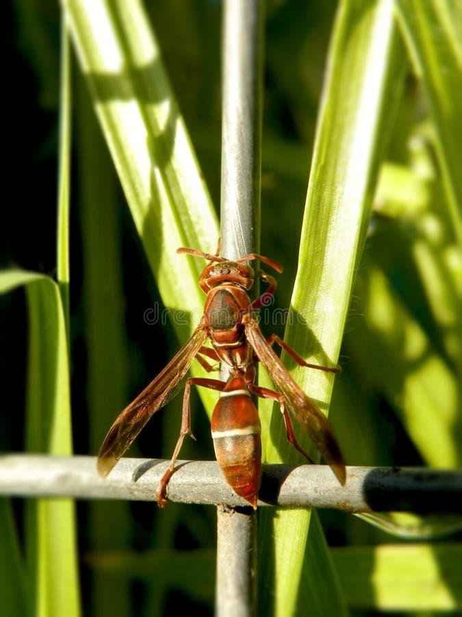 Brown Wasp stock photo. Image of carnivores, pests, predators - 37813612