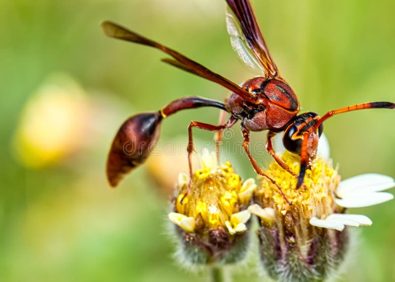 Brown Wasp Pollinating Mexican Daisy Flower or Tridax Procumbens Stock ...