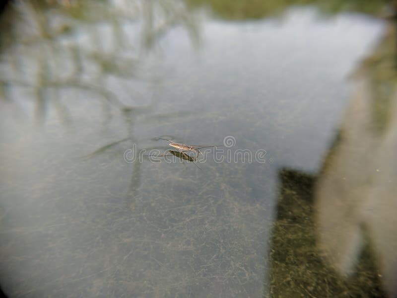Brown water insects stock photo. Image of wing, nature - 230980756