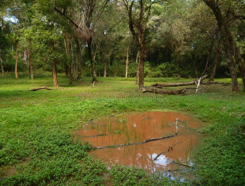 Pond the Deep Green Forest and Sunset, Sunrise. Natural Background ...