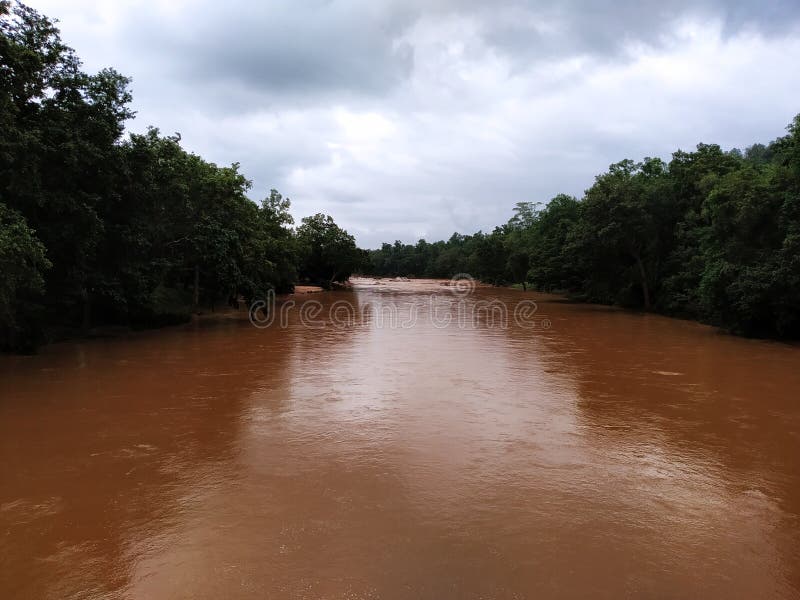 Brown Water River Wildlife Jungle River Stock Photo - Image of brown ...