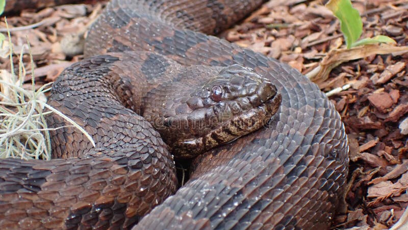 Brown water snake stock photo. Image of lizard, tortoise - 218746974