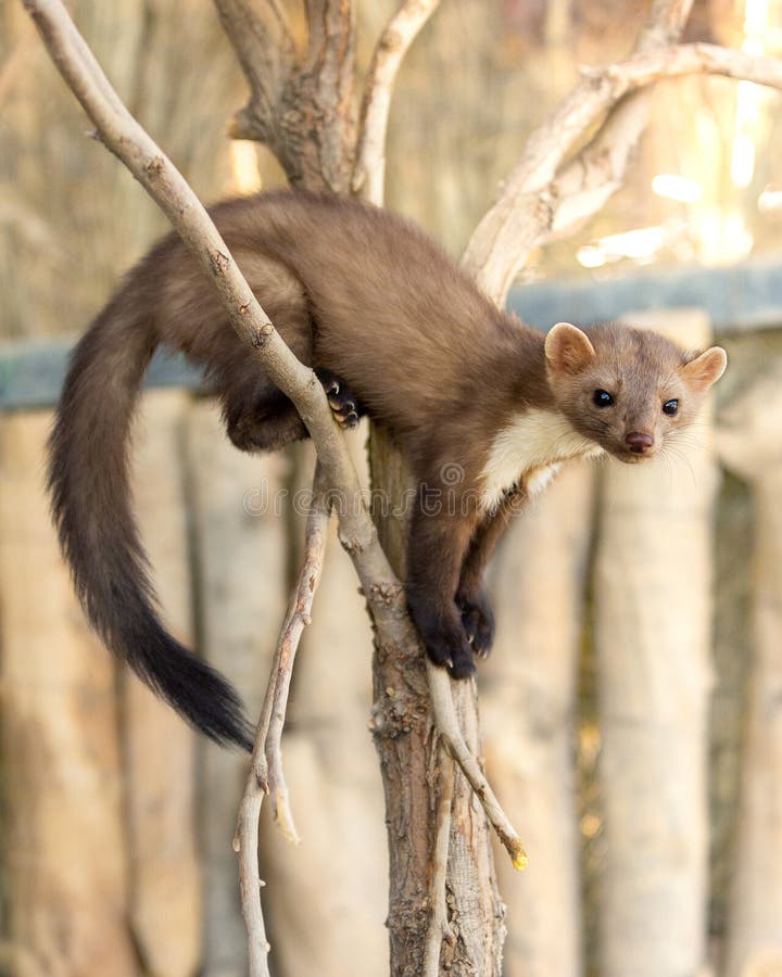 A Brown Weasel on a branch stock photo. Image of aftab - 249754002