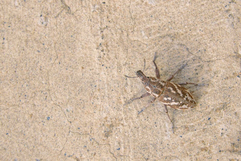 Weevil stock photo. Image of weevil, animals, wildlife - 242658582